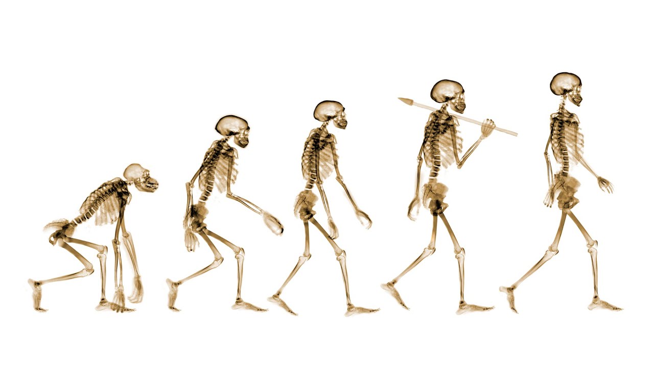Did You Know: Why Don't Humans Have Tails? | Encyclopaedia Britannica ...
