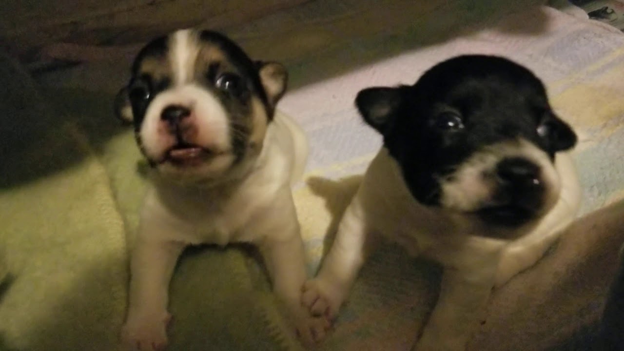Puppies Howling too cute - YouTube