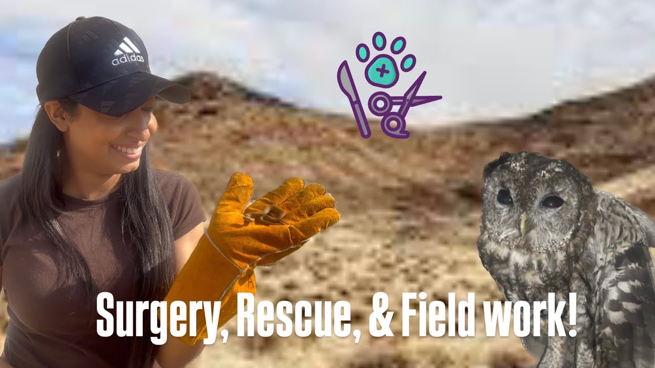 From Surgery to Rescue to Field Work: A Day in the Life of a Wildlife ...