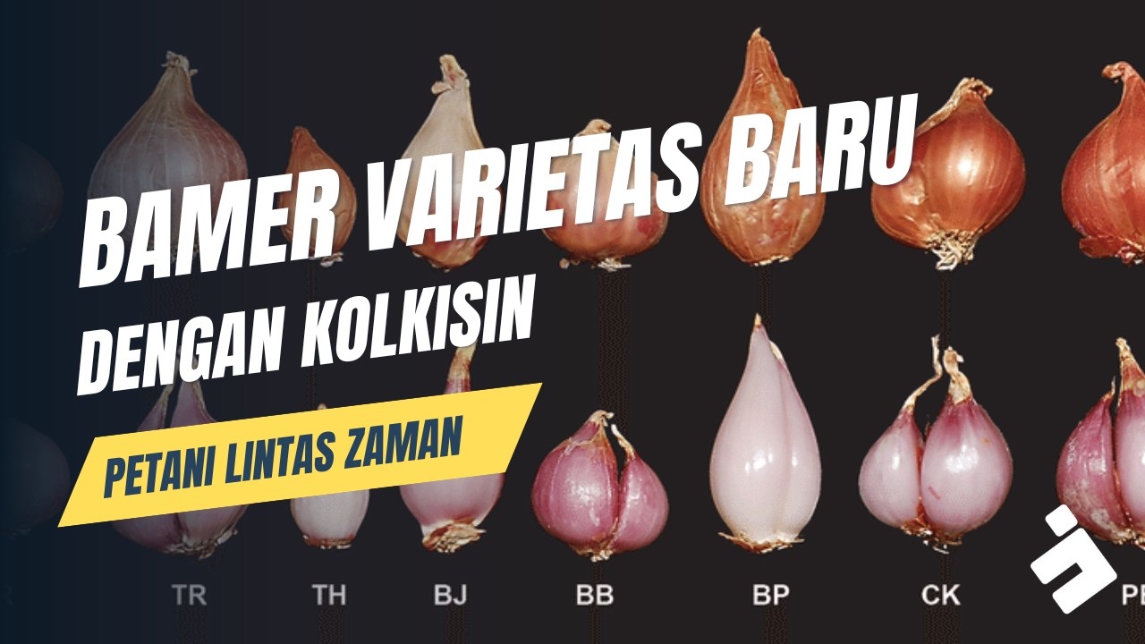 VARIETAS BARU BAWANG MERAH DENGAN KOLKISIN ? | #FARMLEARN19 - YouTube