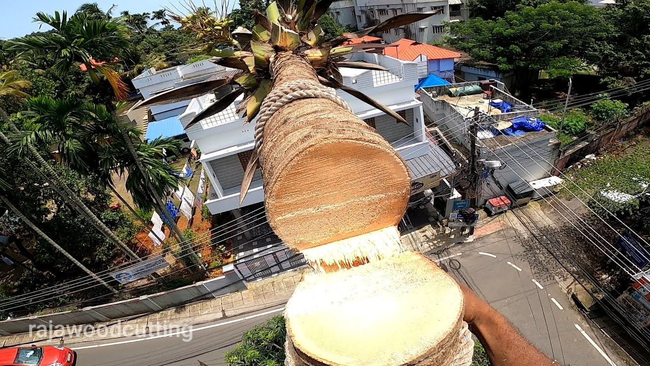 🏝Amazing Coconut Tree Cutting / Simple way Tree Felling with a Chainsaw ...