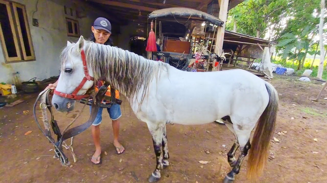KUDA DELMAN | PERSIAPAN KUDA DELMAN KUDA | LAGU POTONG BEBEK ANGSA NEW ...