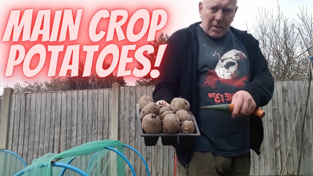 Maincrop Potatoes Grow Potatoes At Home [Gardening Allotment UK] [Home ...