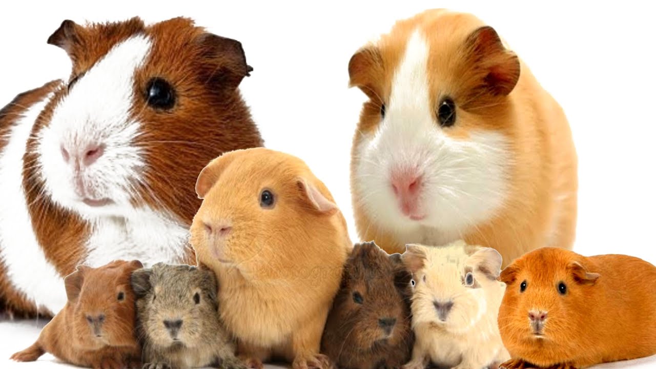 Hewan lucu,02 Marmut lucu, Marmut Hias,Guinea pig ,Hewan Peliharan ...