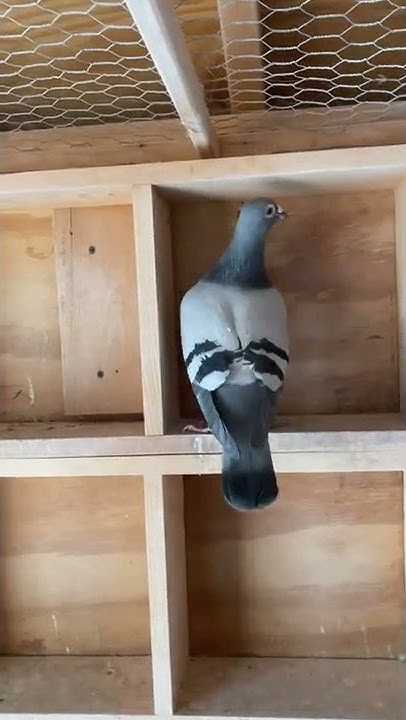 IF 20 BB 511 BLUE BAR COCK - YouTube