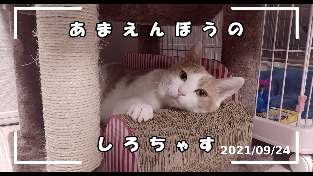 きょうのしろちゃすーToday's SHIRO-CHASU Cat's Life 2021/09/24 - YouTube