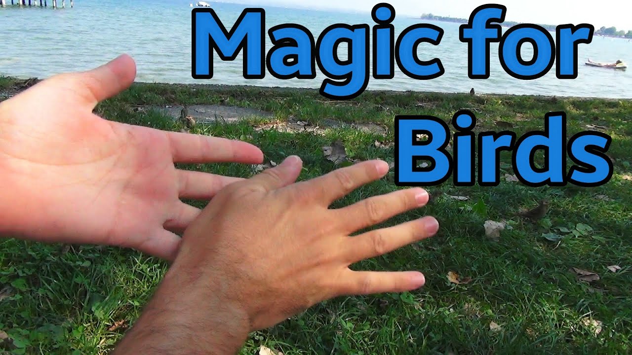 Magic for birds - YouTube