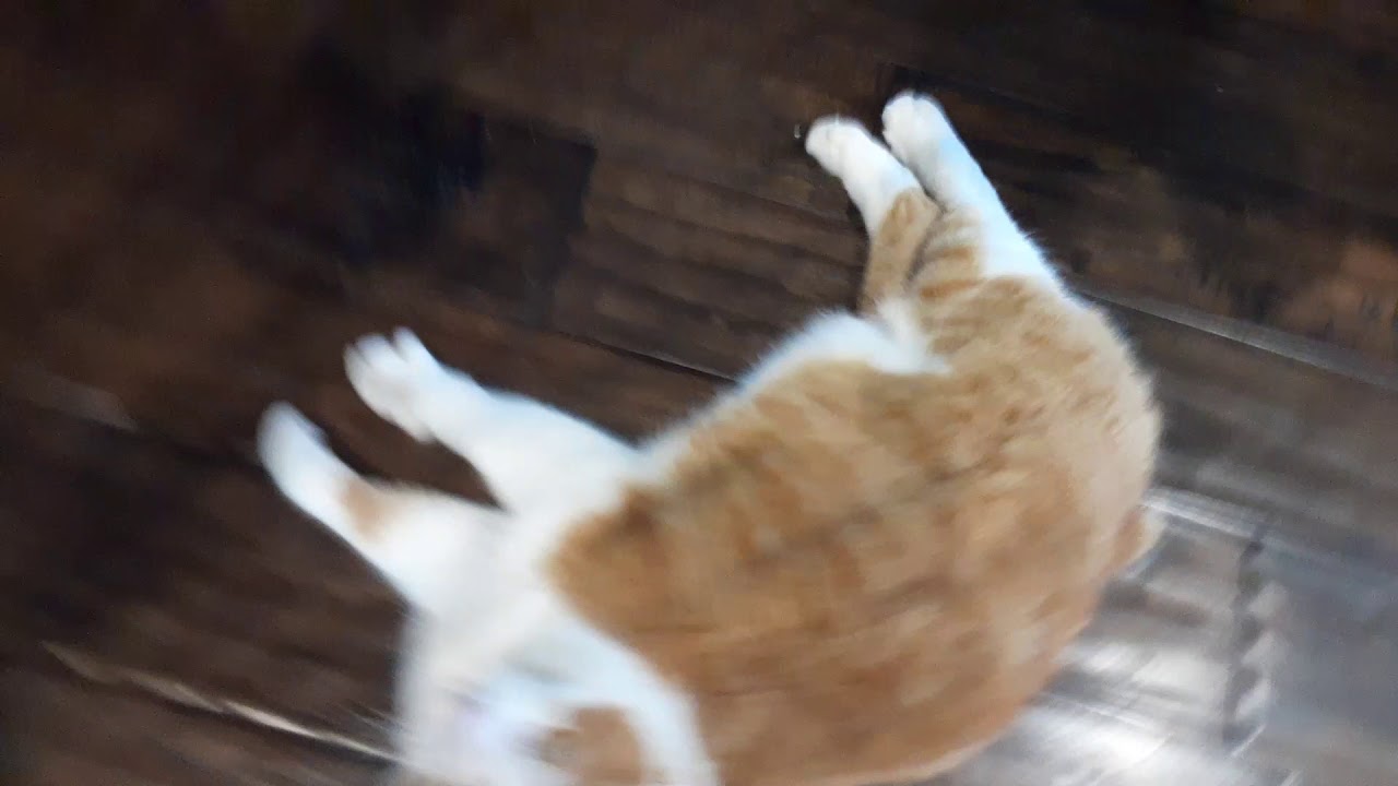 Spinning my cat - YouTube