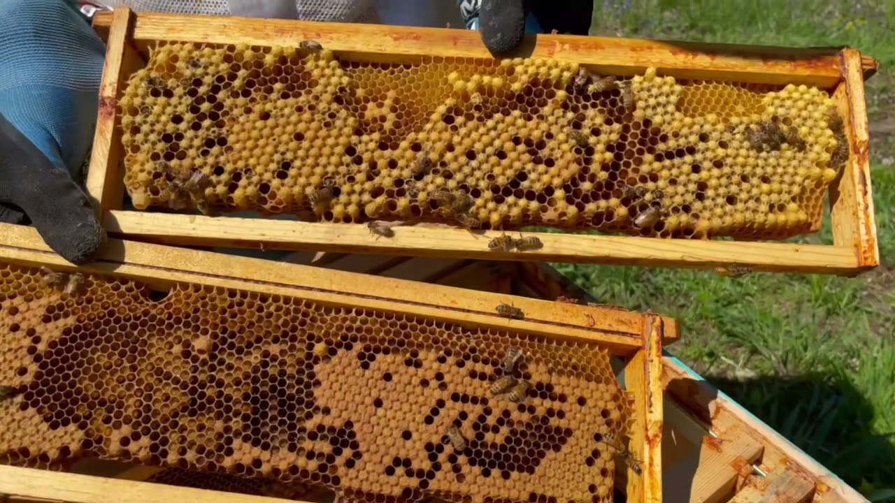 Honeybee worker brood vs drone - YouTube