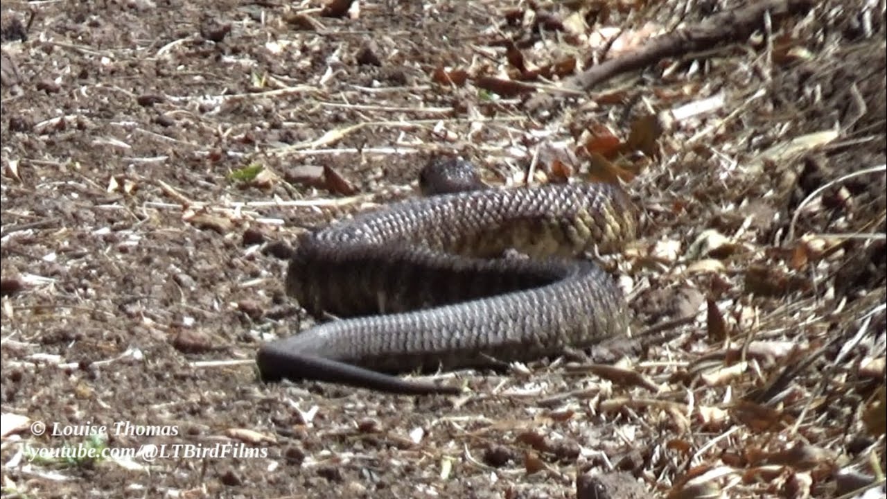 Tiger snake - slip sliding away - YouTube