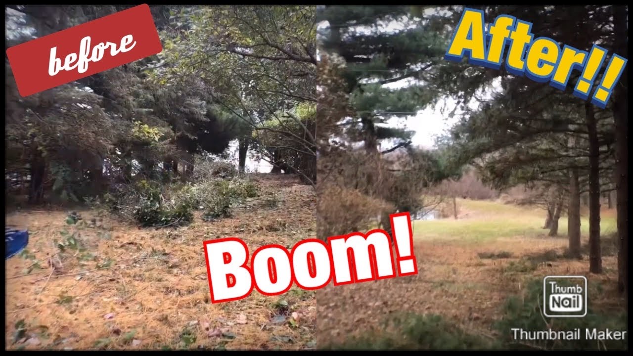 Trimming/lifting large pine trees - YouTube