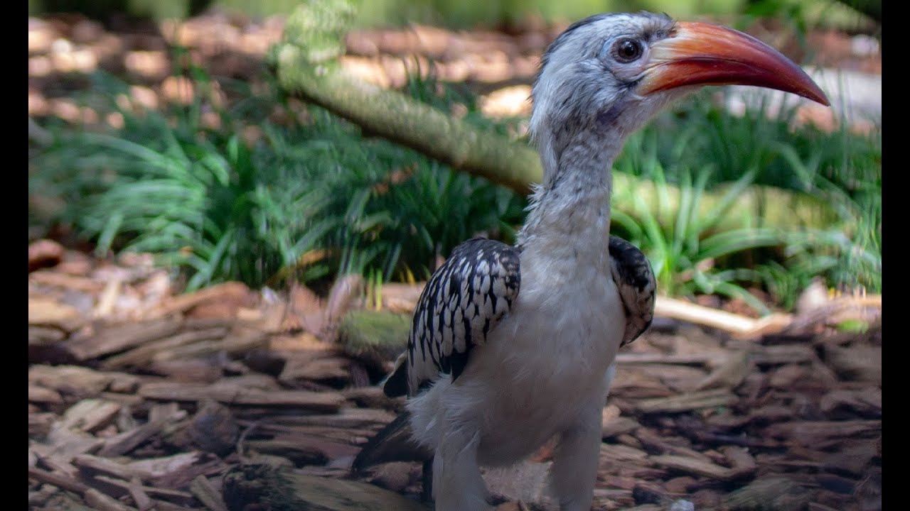 Zoo to You with our African Bird Species! - YouTube