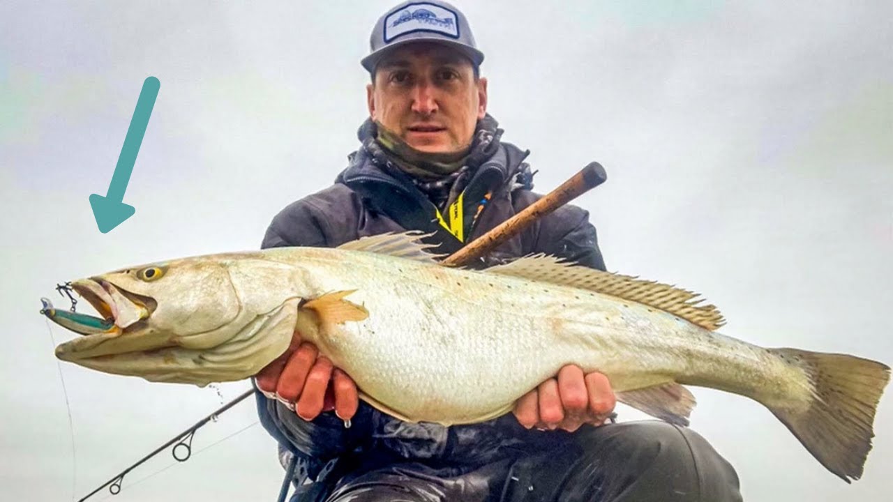 Best Baits & Lures for Big Gator Speckled Trout (Gator Speckled Trout ...