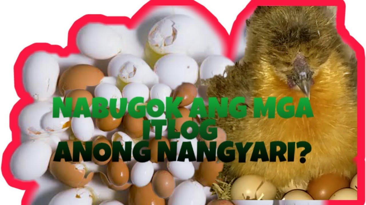 Backyard Chicken Farming| Nabugok ang mga itlog. Bakit kaya? - YouTube