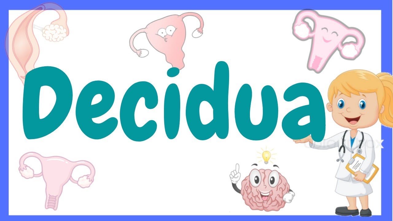 #DECIDUA Decidua embryology|decidua in hindi | decidua basalis| Decidua ...