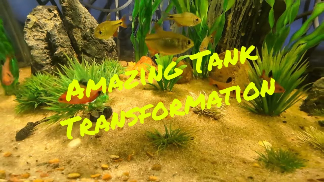 Amazing Tank Transformation: Watch As 10-20-40 Gallon Aquariums Reset ...