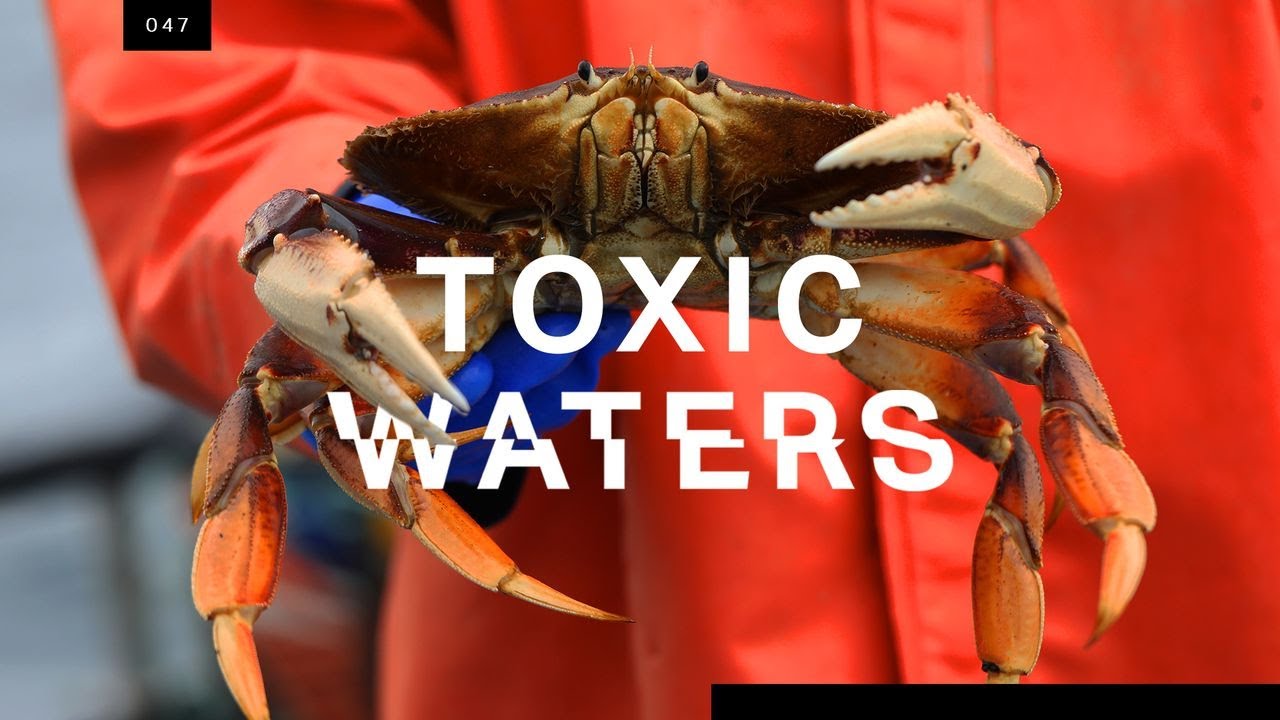 Who’s to blame for the neurotoxin poisoning the Pacific? - YouTube