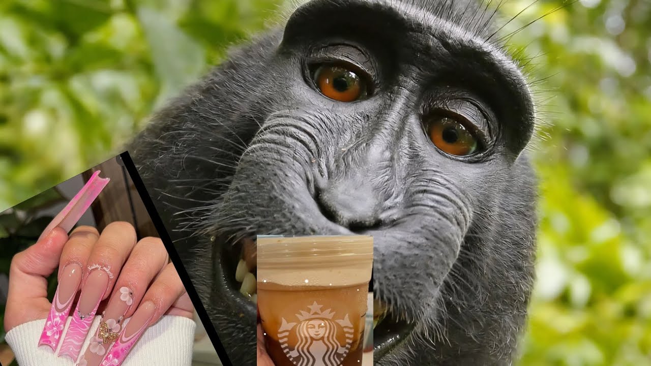 I got monkey Starbucks - YouTube