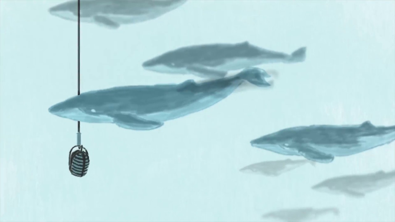 The World's Loneliest Whale - YouTube