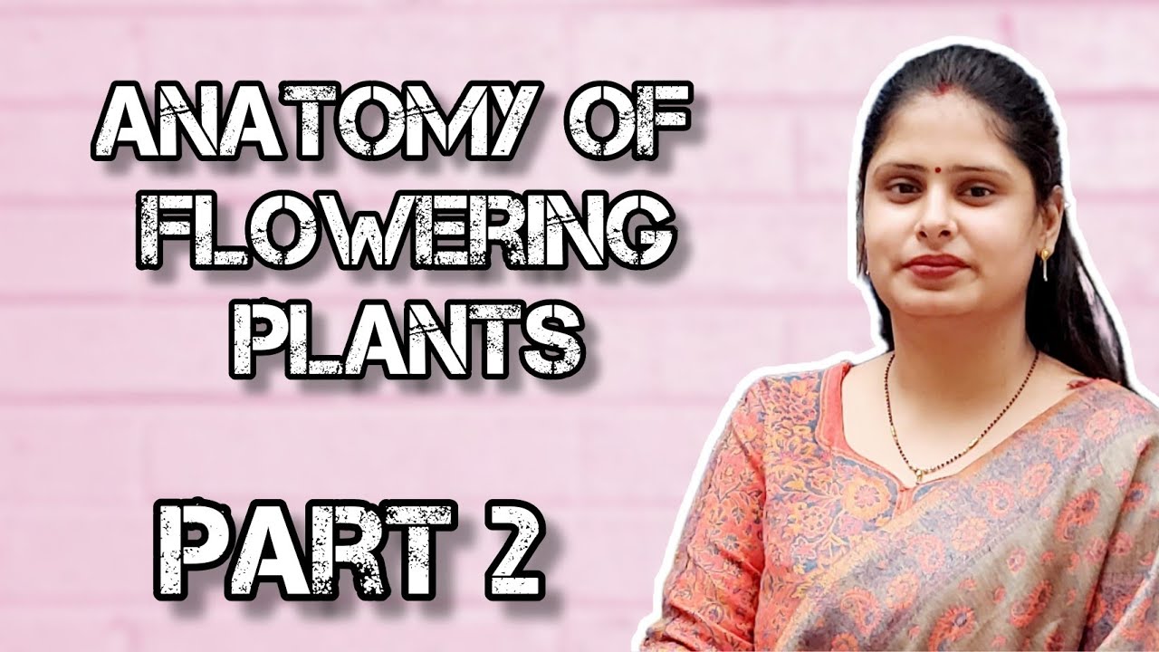 Anatomy of flowering plants part -2 / permanent tissue / simple tissue ...
