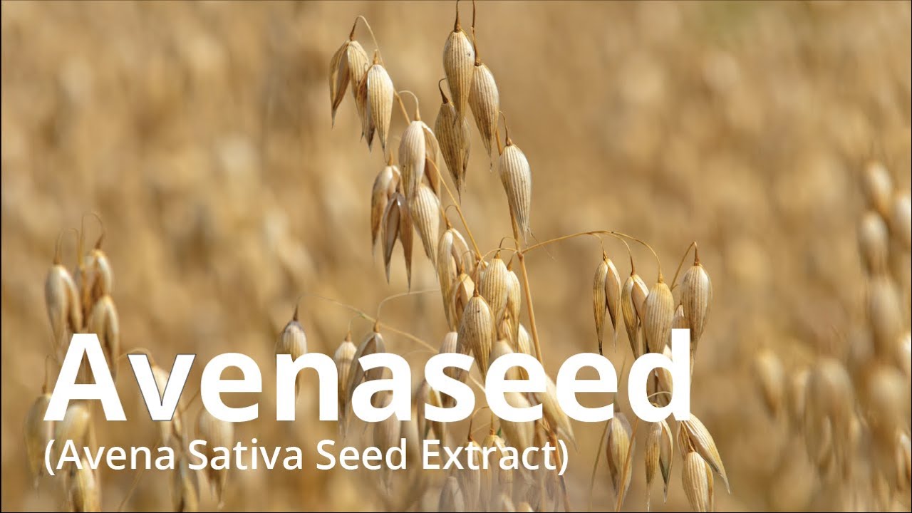 Avenaseed (Avena Sativa (Oat) Seed Extract) - YouTube