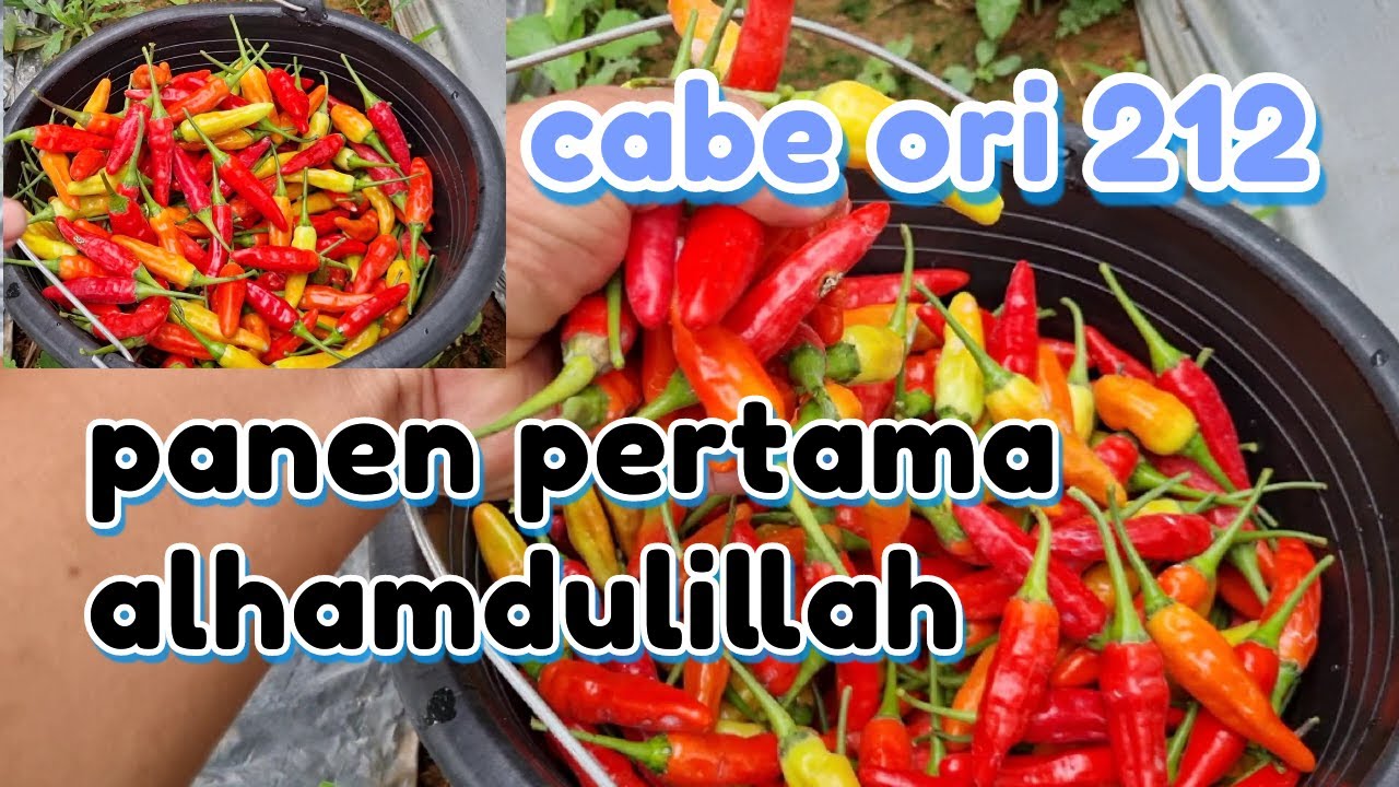 PANEN CABE RAWIT PERTAMA 11 KG DARI 1000 POHON, CABE VARIETAS ORI 212 ...