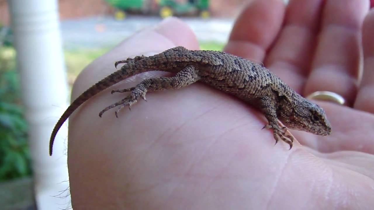 The First Lizard of Spring - YouTube
