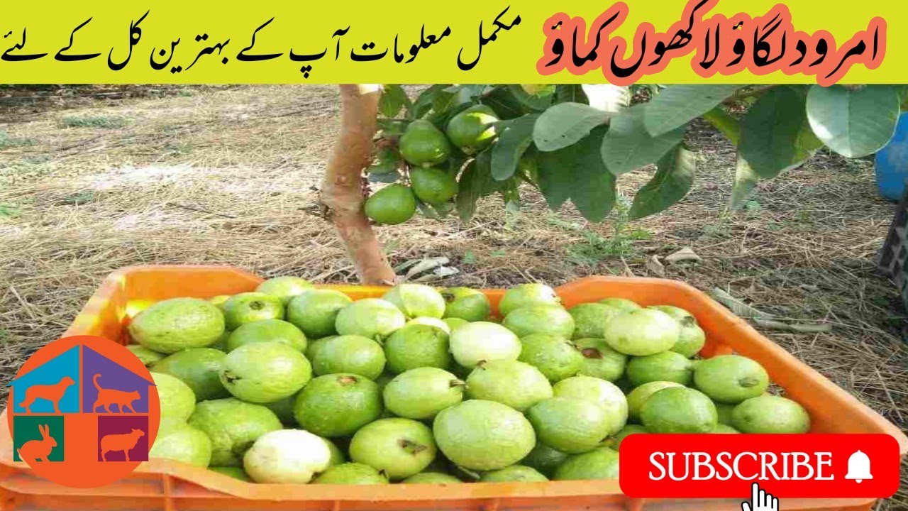 Guava Farming in Pakistan | Guava Farming | Amrood Farming in Pakistan ...