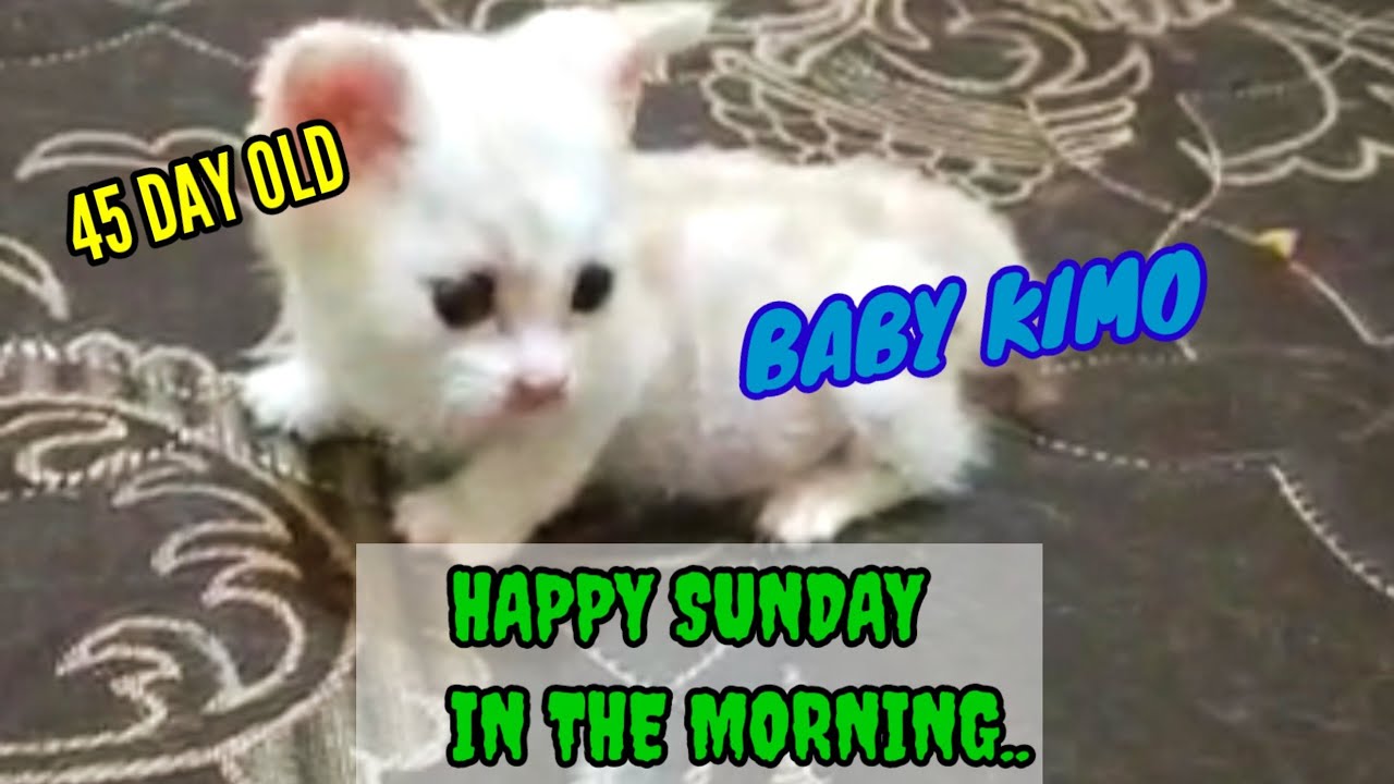 🔴 BABY KIMO FEEL GOOD OF HAPPY SUNDAY WITH DAD...🐈😻 - YouTube