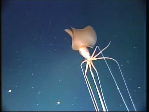 Bigfin Squid Up Close - Magnapinna from 2017 - YouTube