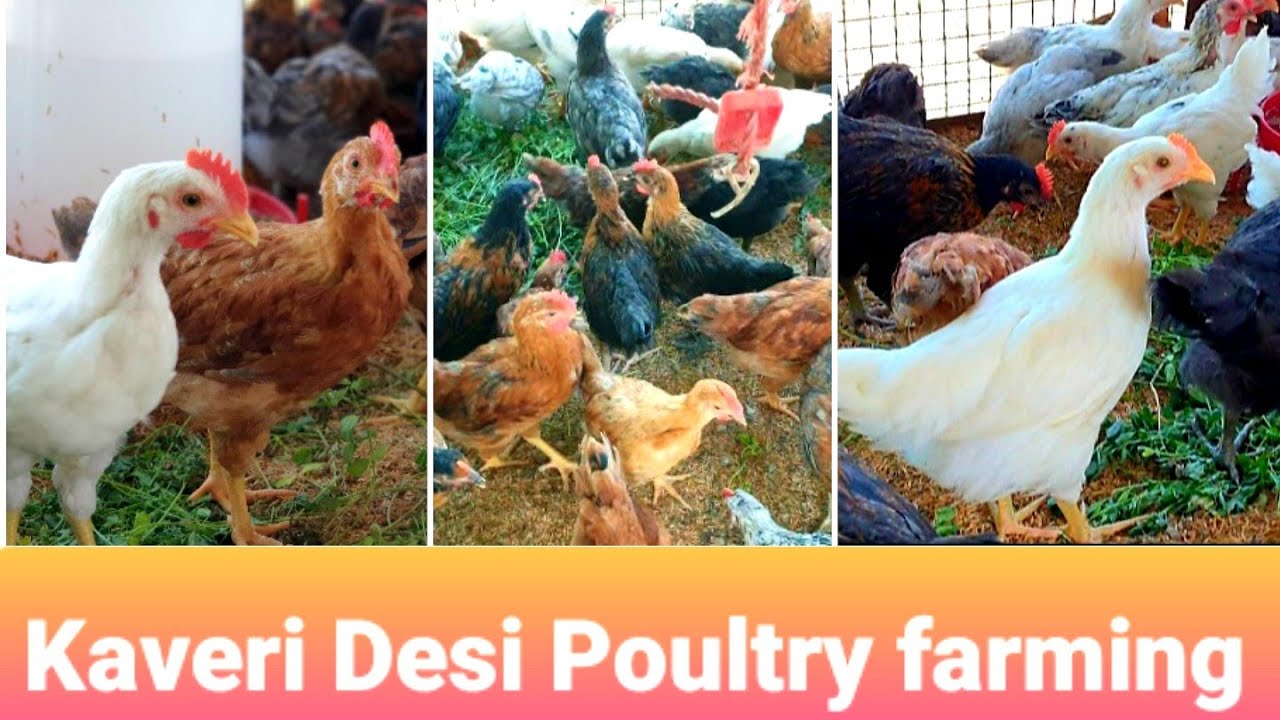 Kaveri Desi Poultry for Egg & Chicken - YouTube