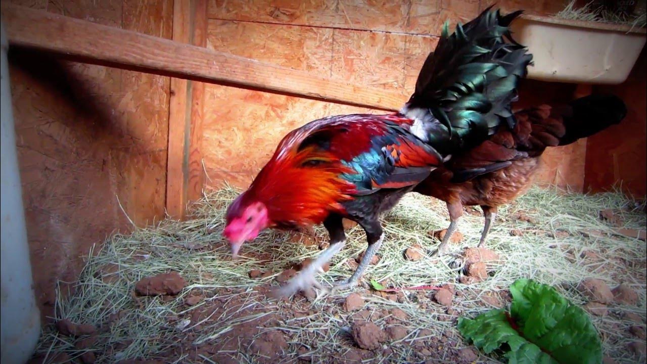 Pure Red Jungle Fowl Pullet from Laos - YouTube