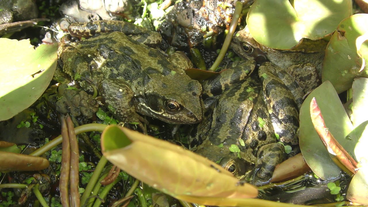 bee frogs and tadpole in Cambridge UK 19may2020 343p - YouTube