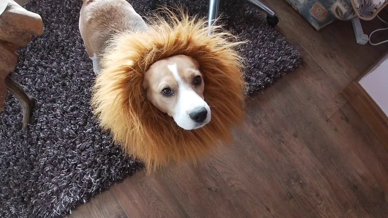 vicious beagle lion - YouTube