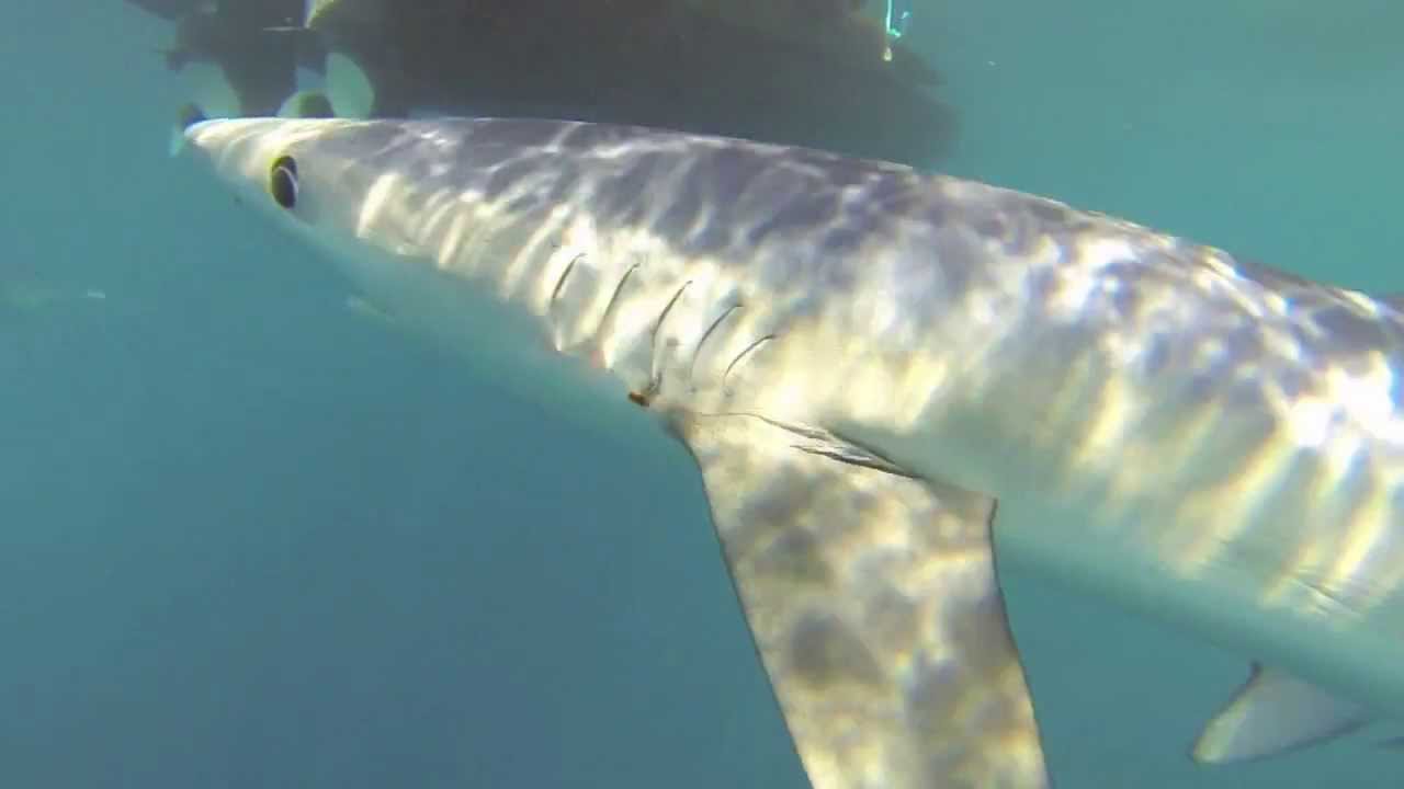 Swimming with Blue Sharks of Cornwall UK - for details see: www ...