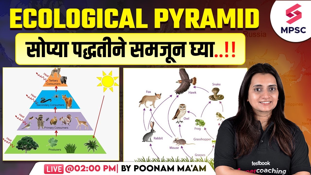 Ecological Pyramids | Ecological Pyramids in Ecosystem | MPSC ...