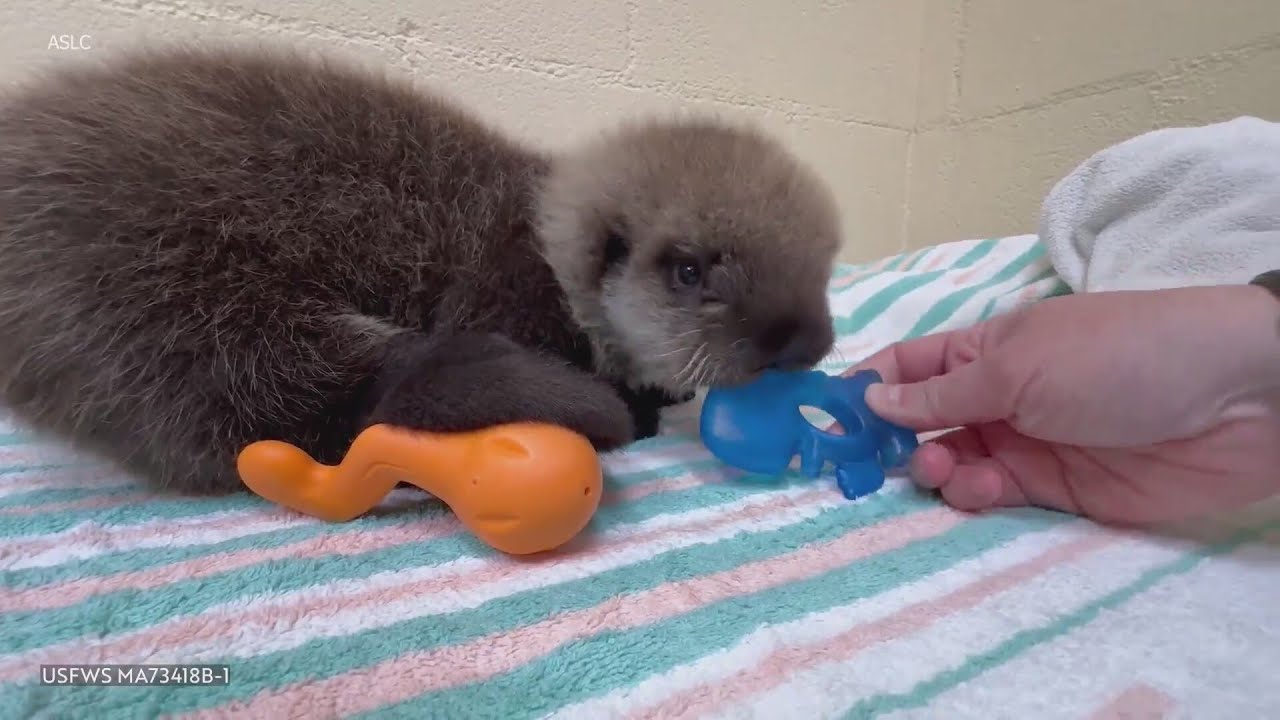'He's so tiny and so fluffy': Baby sea otter finds home at Shedd ...
