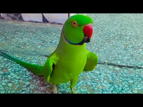 My Parrot Shock Everyone With His Talking - YouTube