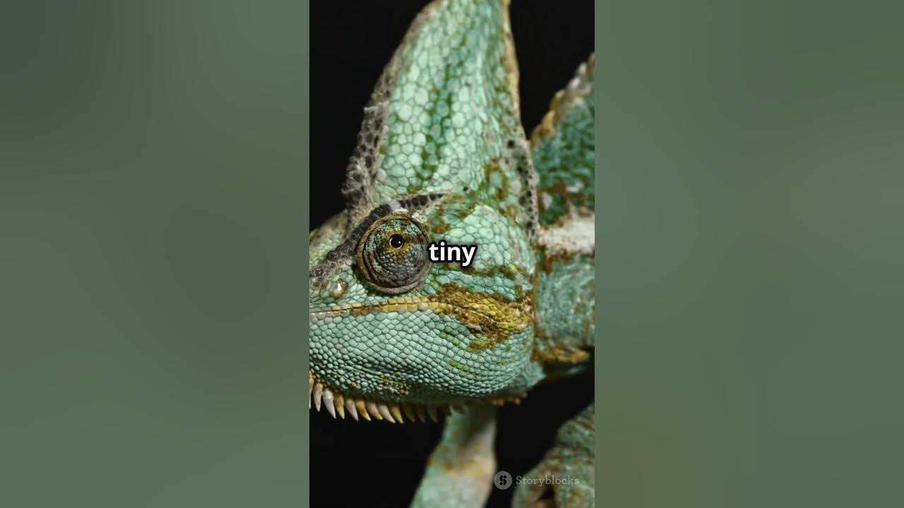 How Chameleons Change Colors The Science Behind I - YouTube