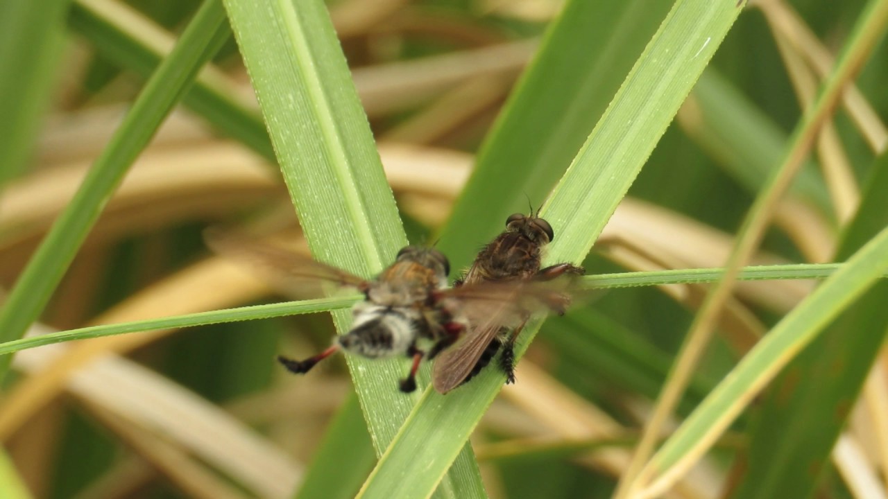 (Mallophora bigoti) familia Asilidae - YouTube