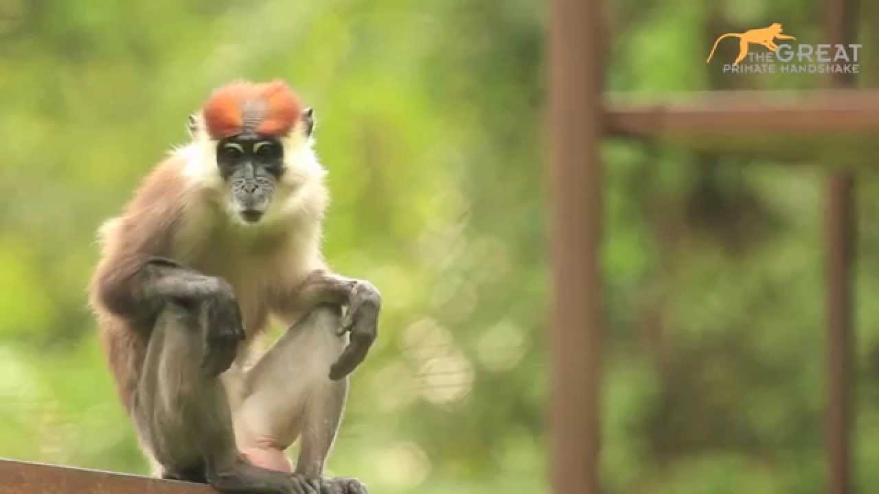 The Monkeys of Ape Action Africa - YouTube