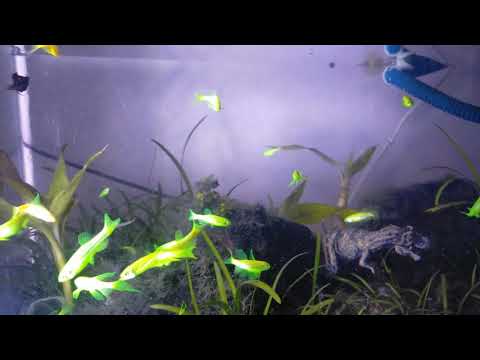 LONGFIN DANIO | BUTTERFLY DANIO
