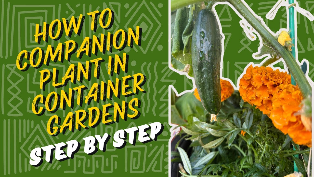 How to Add Companion Plants To Container Gardens - YouTube