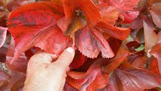 Copperleaf plant/Acalypha wilkesiana: Painting your garden with colors; includes propagation/care