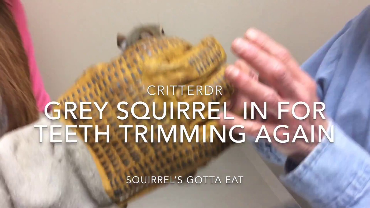 GREY SQUIRREL IN FOR TEETH TRIMMING AGAIN - YouTube