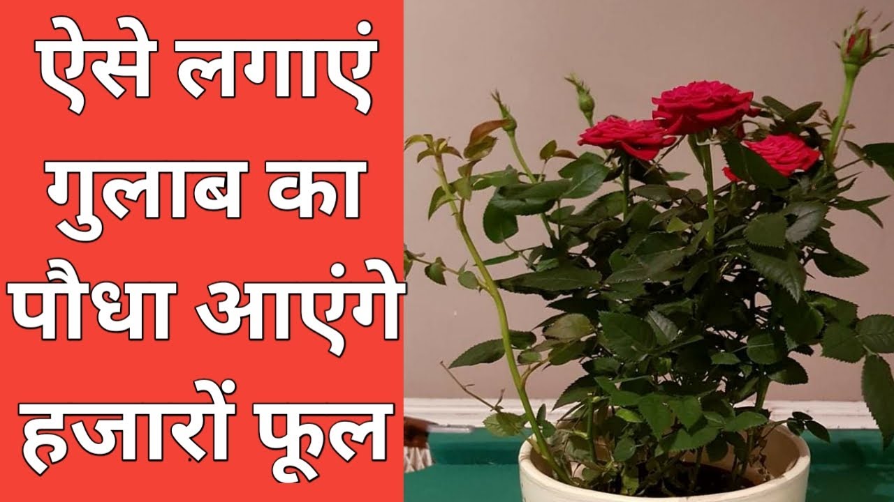 गुलाब का पौधा गमले में कैसे लगाएं | How to grow rose plant in pot ...