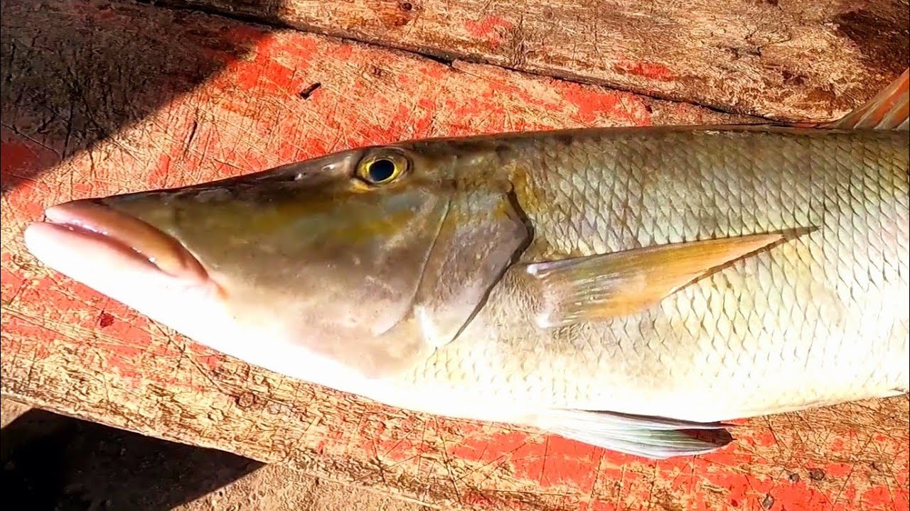 SWEET LIP EMPEROR FISH | FRESH FISH AND PERFECT CUTTING SKILL | ඌරුහොටා ...