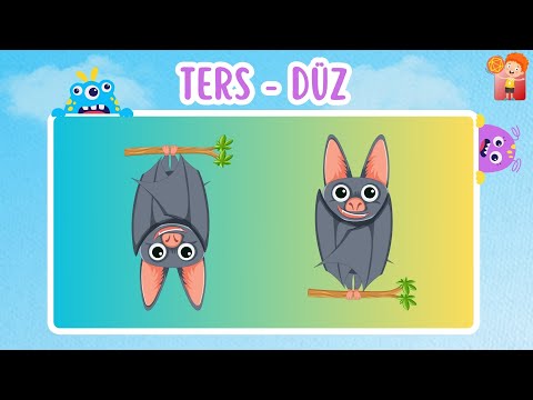 Ters - Düz Kavramı / 🐵🍎 Tersini Düzünü Öğreniyoruz!