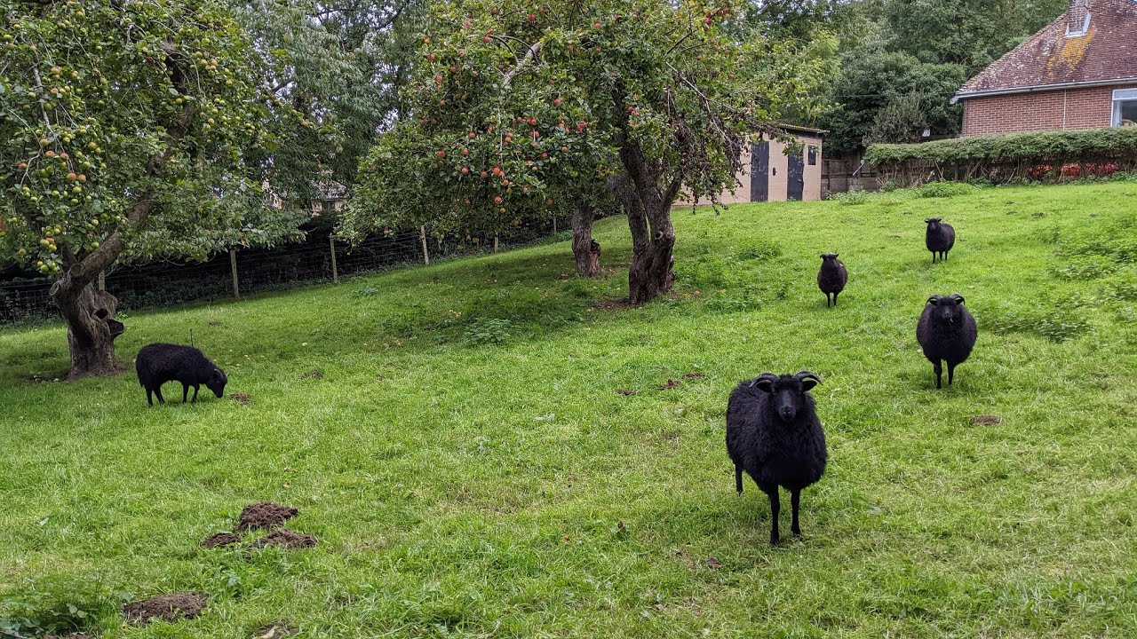 Exploring The Farms + Fields Of Alverstone, Isle of Wight - YouTube
