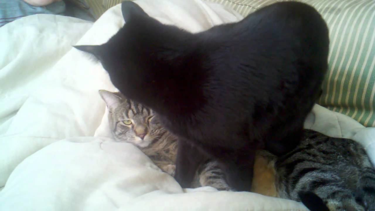 Kittens behaving badly - YouTube